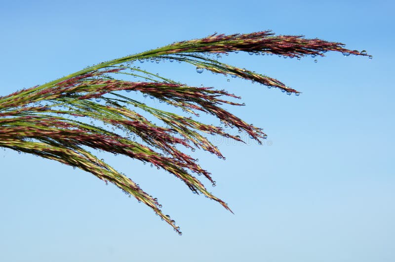 Cane with the dew. stock photo. Image of outdoor, closeup - 31938098