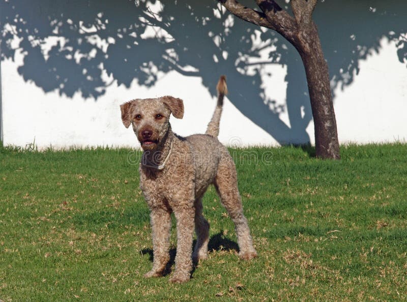 Cane Da Caccia in Palude Spagnolo Fotografia Stock - Immagine di unico ...