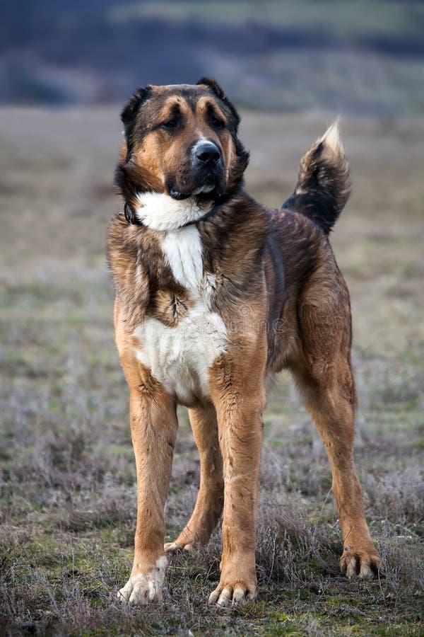 Giovane alabai immagine stock. Immagine di nazionale - 36658101
