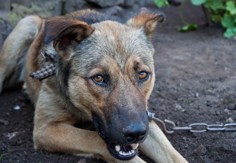 Cane di animale domestico fotografia stock. Immagine di elemosinare ...