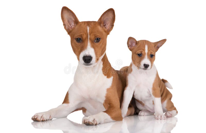 Cane Di Basenji Ed Il Suo Cucciolo Immagine Stock - Immagine di sano ...