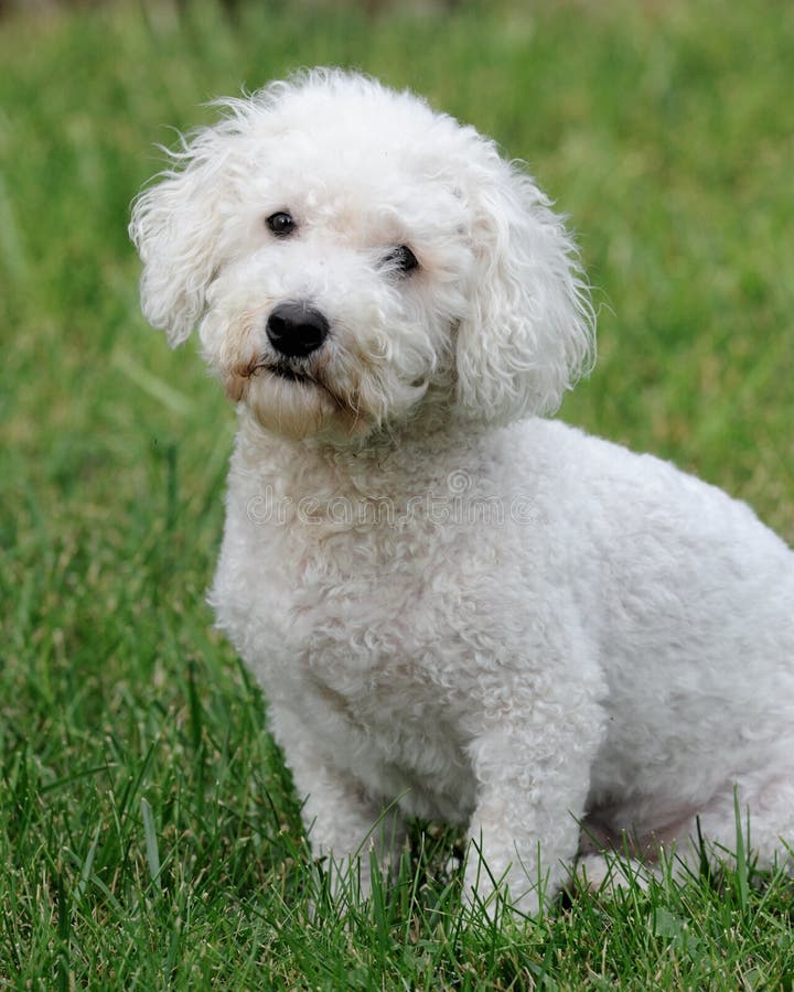 Cane di Bichon Frise immagine stock. Immagine di governare - 12102289