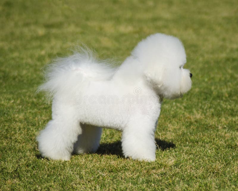 Cane di Bichon Frise fotografia stock. Immagine di erba - 31402344