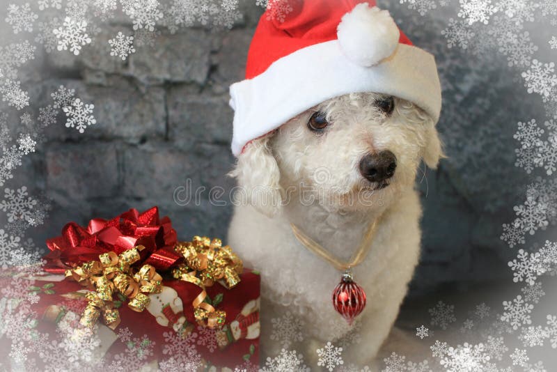 Cane Di Bichon Frise Che Indossa Santa Hat Fotografia Stock - Immagine ...
