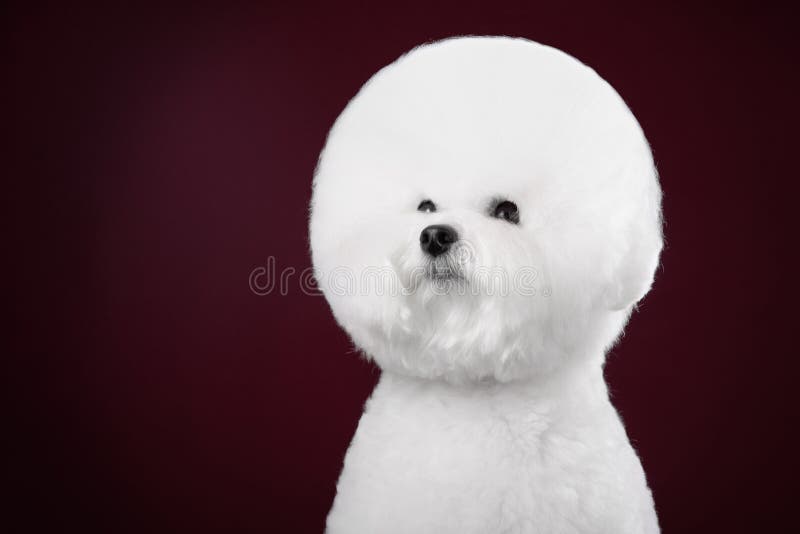 Cane Di Bichon Frise in Uno Studio Scuro Immagine Stock - Immagine di ...