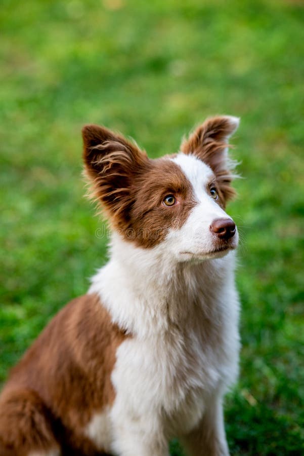 Ritratto Marrone Felice Di Border Collie Del Cane Immagine Stock ...