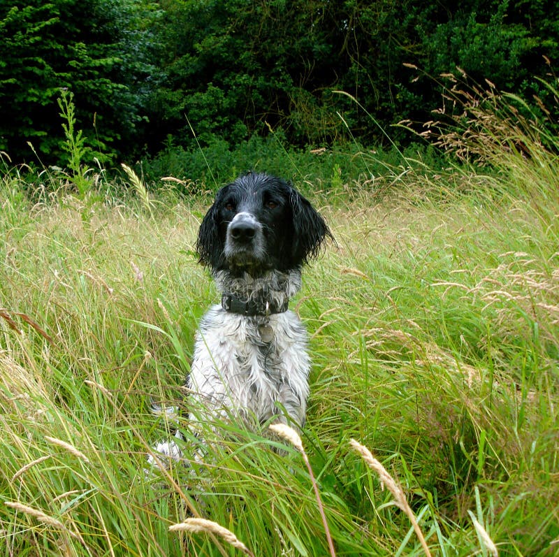 Cane di caccia immagine stock. Immagine di compagno, cane - 6241935