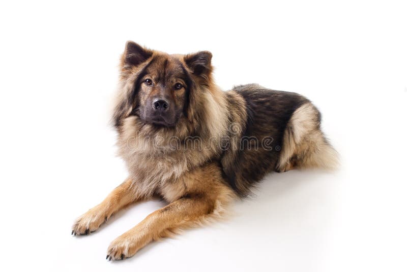 Cane Eurasier fotografia stock. Immagine di animale, bianco - 14145906