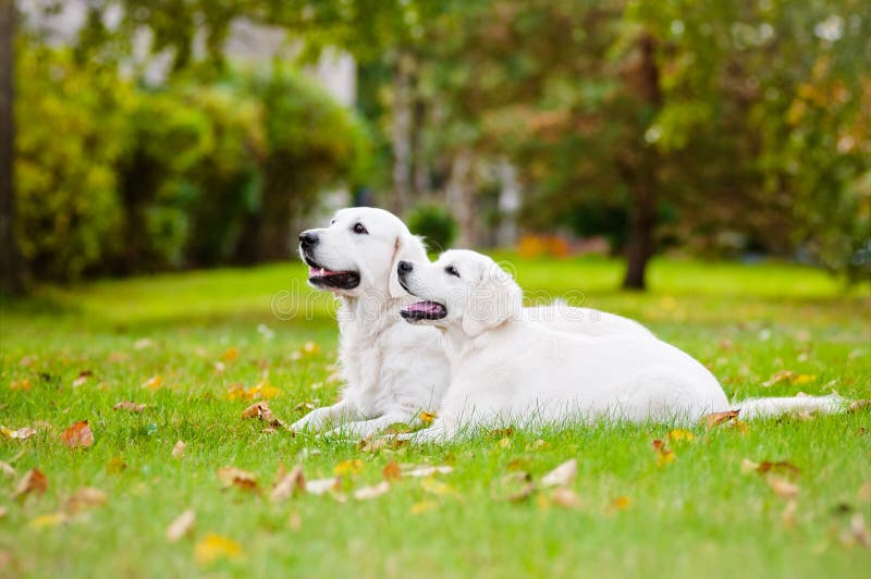 Cane Di Golden Retriever Con Un Cucciolo Immagine Stock - Immagine di ...