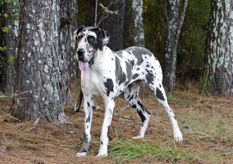 Grande cane del danese immagine stock. Immagine di carino - 5134593