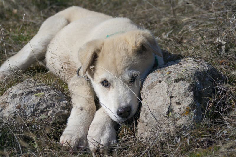 immagini di riserva di Cane Di Kangal - la sovranità di download 63 ...