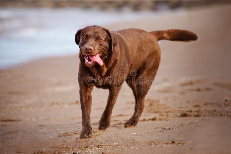 Cane Di Labrador Retriever Che Gioca Al Mare Immagine Stock - Immagine ...