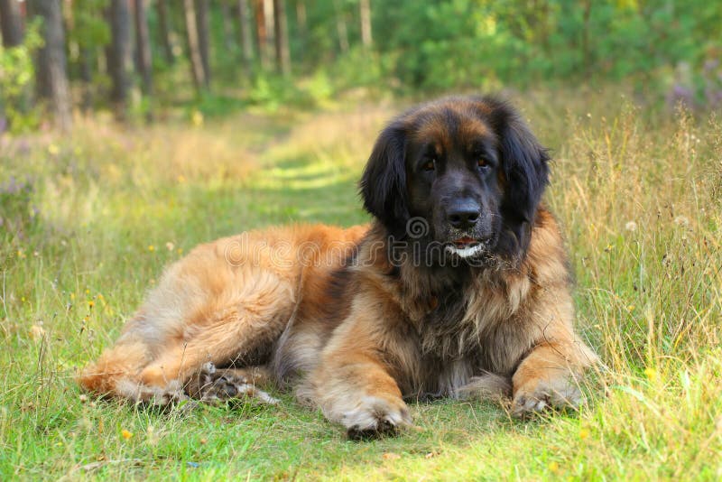 Cane Di Leonberger, Ritratto All'aperto Immagine Stock - Immagine di ...