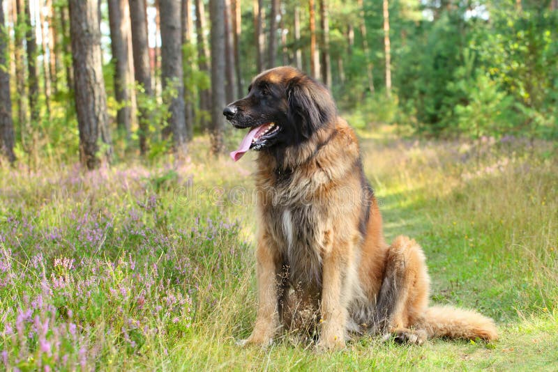 Cane Di Leonberger, Ritratto All'aperto Immagine Stock - Immagine di ...