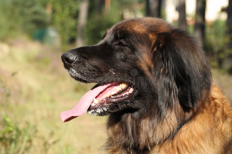 Cane Di Leonberger (vista Laterale) Fotografia Stock - Immagine di ...