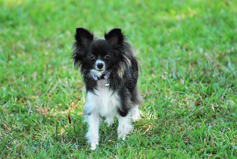 Papillon (cane) immagine stock. Immagine di guinzaglio - 17180043