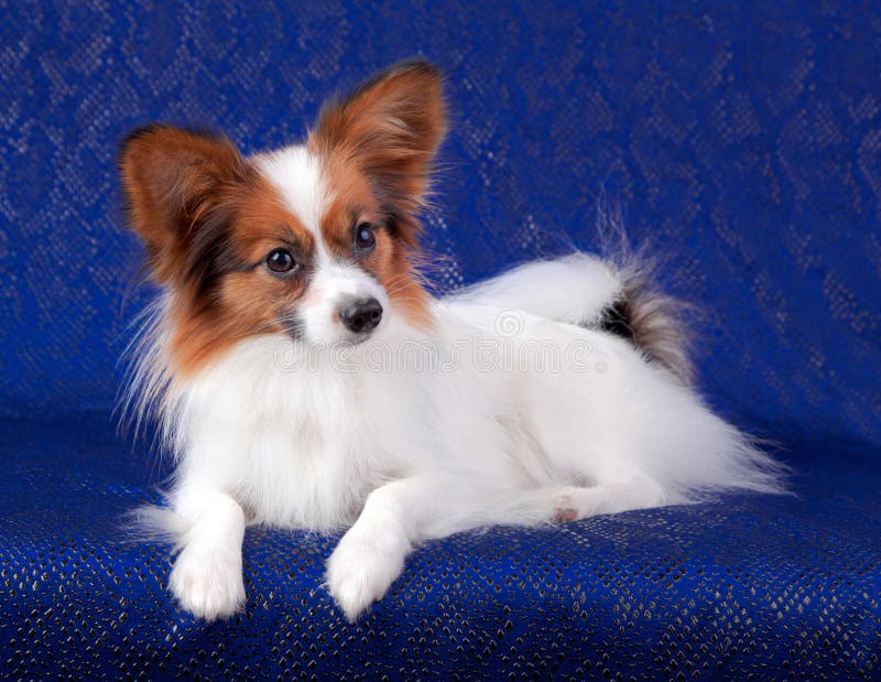 Cane di Papillon fotografia stock. Immagine di nessuno - 17289058