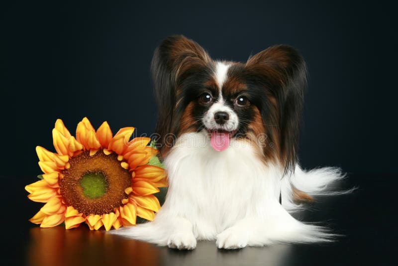 Cane di Papillon immagine stock. Immagine di continentale - 17375729
