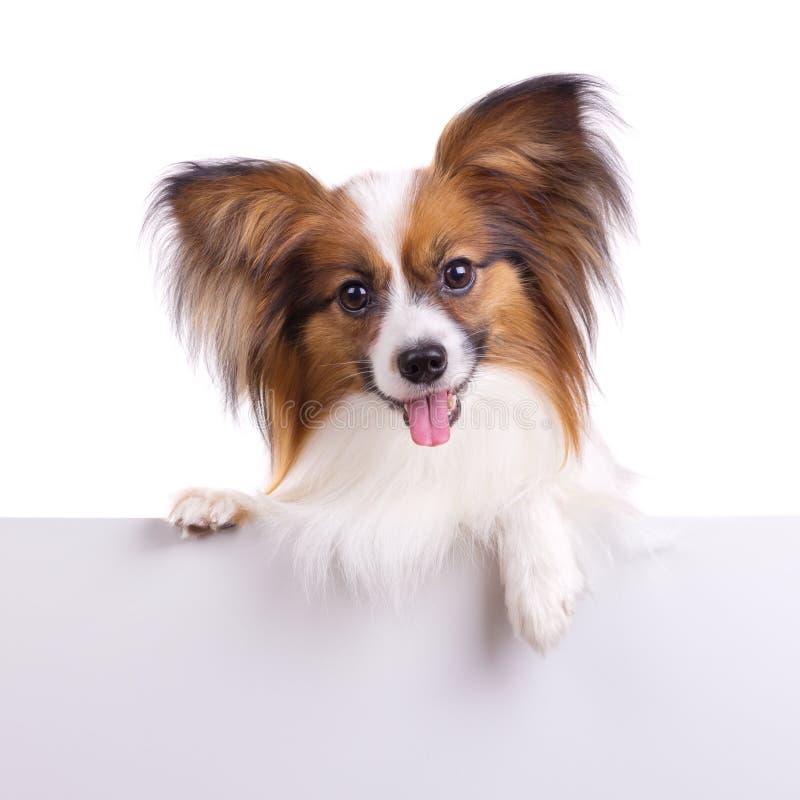 Cane Papillon fotografia stock. Immagine di carino, scheda - 21006420