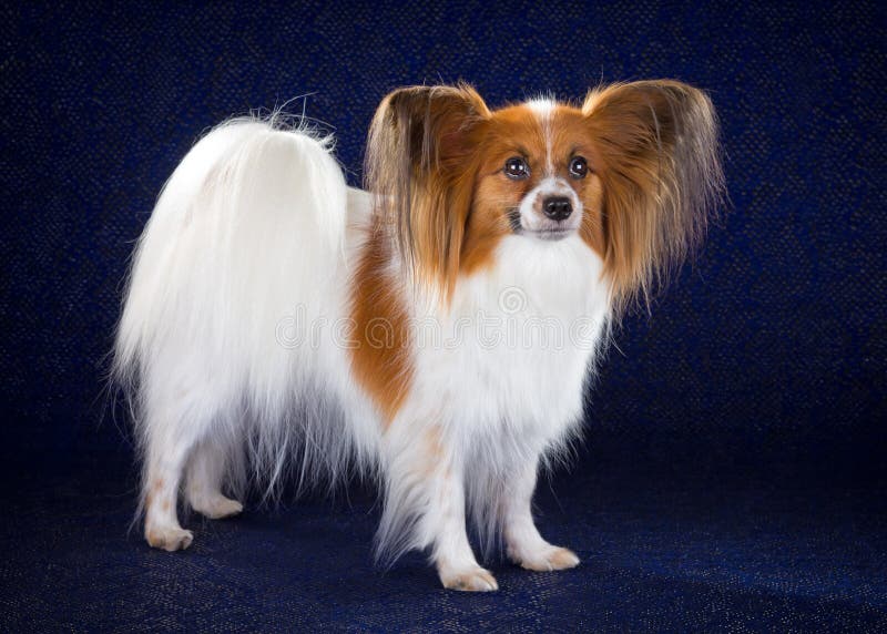 Cane di Papillon immagine stock. Immagine di vista, sfondo - 25354983