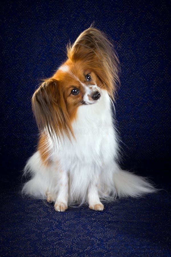 Cane di Papillon fotografia stock. Immagine di bello - 21591940
