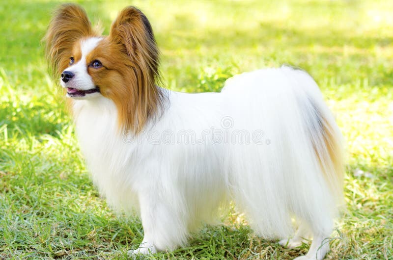 Papillon immagine stock. Immagine di espressione, splendido - 35292309
