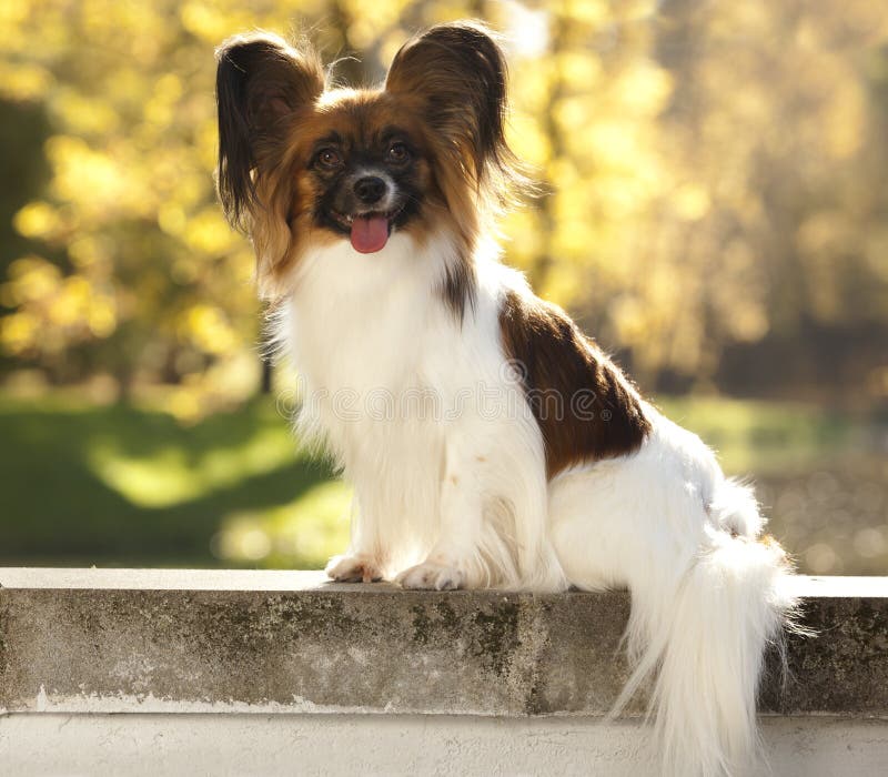 Cane di Papillon fotografia stock. Immagine di divertimento - 45202974