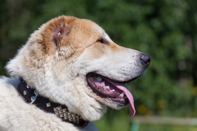 Cane Pastore Turco fotografia stock. Immagine di ritratto - 9101160