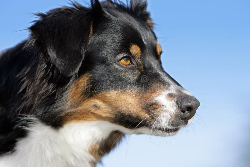 Mini Cane Di Pastore Australiano Immagine Stock - Immagine di orecchi ...