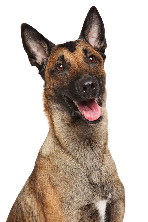 Pastore Belga Malinois immagine stock. Immagine di razza - 65627665