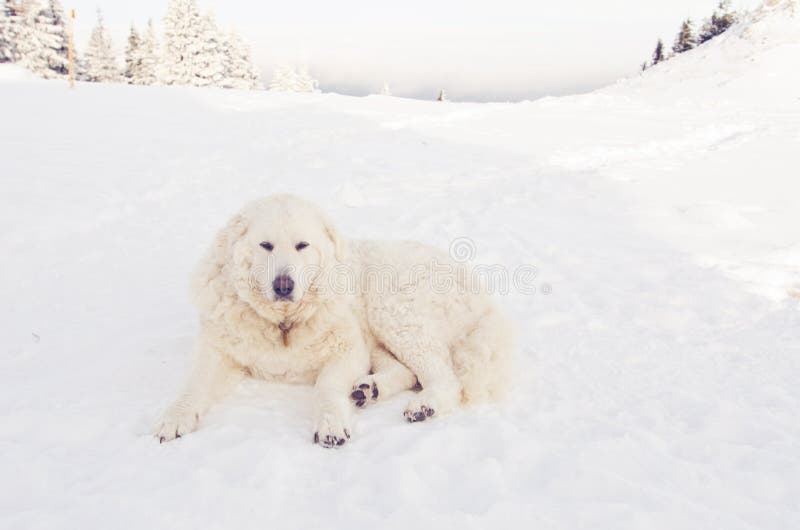 Cane di pastore ungherese immagine stock. Immagine di erba - 11103531