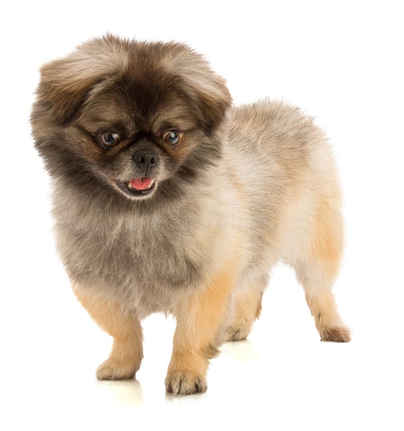 Cane Di Pechinese Nel Supporto Immagine Stock - Immagine di pekingese ...