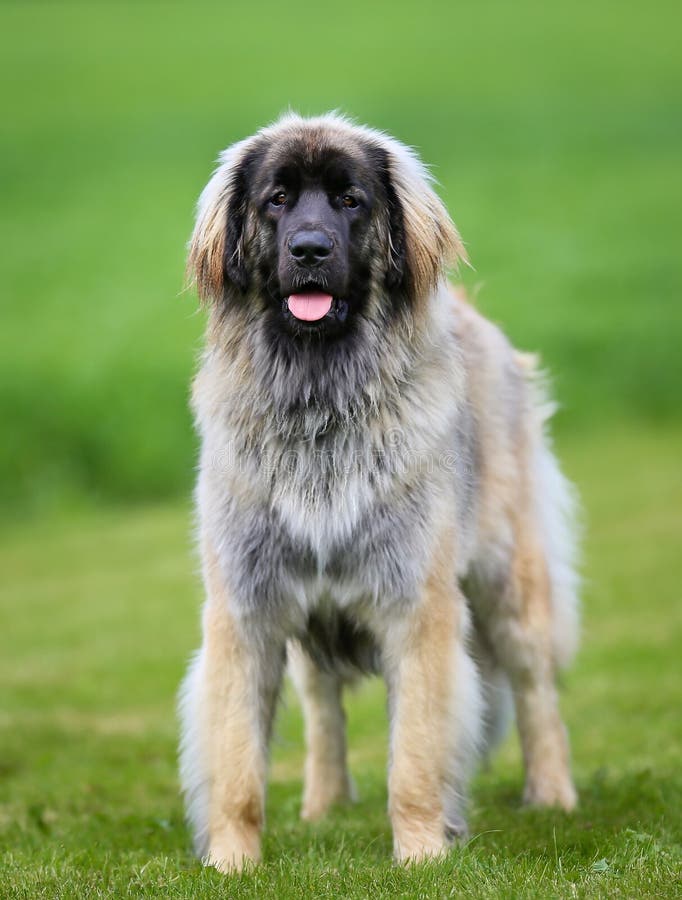Cane Di Razza Di Leonberger All'aperto Fotografia Stock - Immagine di ...