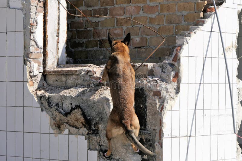 Cane da ricerca e soccorso fotografia stock. Immagine di terremoto ...
