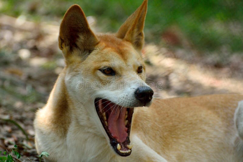Cane Di Sbadiglio Lupus Dingo Del Dingo Immagine Stock - Immagine di ...