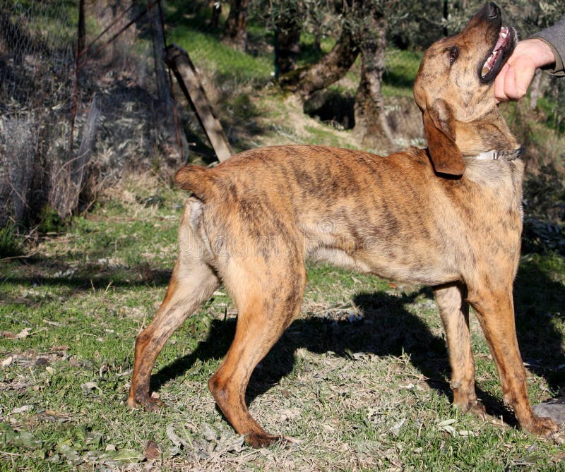 Cane di Segugio Maremmano fotografia stock. Immagine di carezza - 18552504