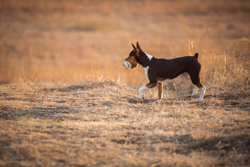 Cane Di Terrier Di Ratto Con Il Grande Osso Immagine Stock - Immagine ...