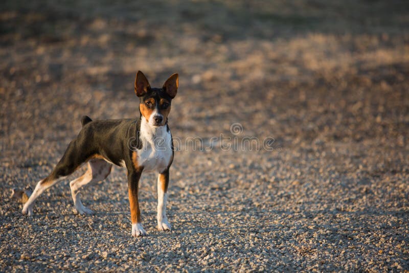 Cane Di Terrier Di Ratto Sulla Strada Della Ghiaia Fotografia Stock ...