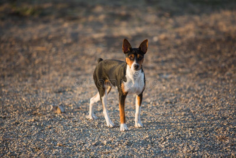 Cane Di Terrier Di Ratto Sulla Strada Della Ghiaia Immagine Stock ...