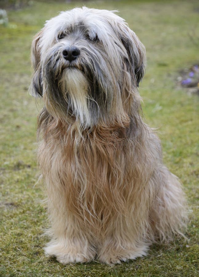 Cane di Terrier tibetano immagine stock. Immagine di maschio - 30783253