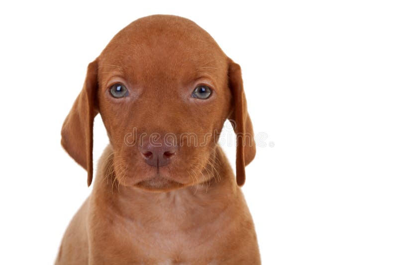 Cane Pastore Turco fotografia stock. Immagine di ritratto - 9101160