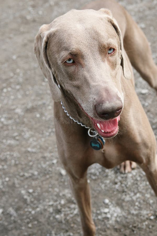 Cane Pastore Turco fotografia stock. Immagine di ritratto - 9101160