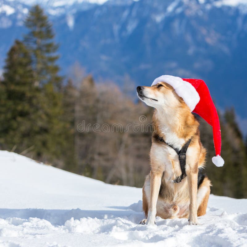 Cane Divertente in Cappello Di Natale Immagine Stock - Immagine di ...