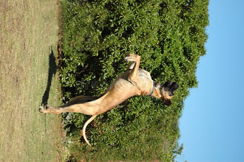 Alano Tedesco immagine stock. Immagine di cielo, salti - 6082137