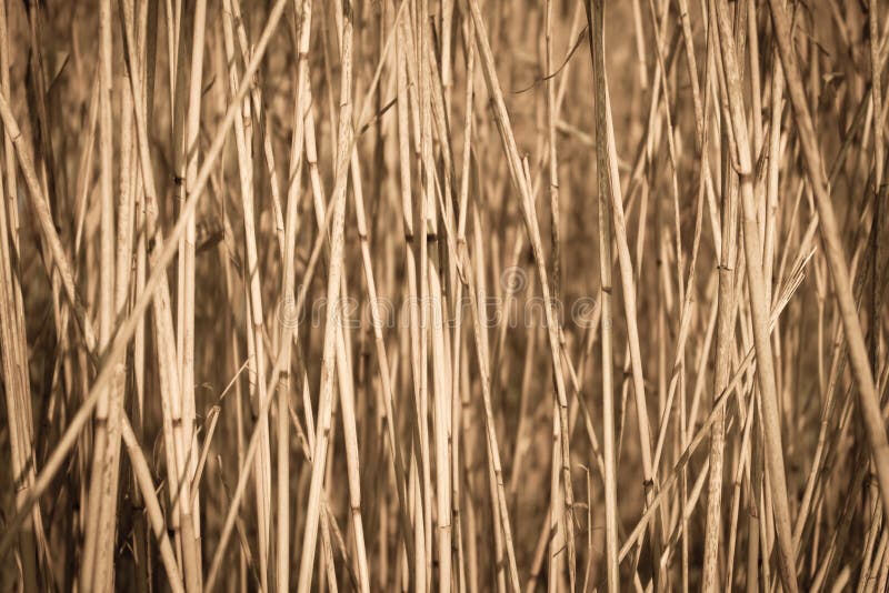 620 Cane Roof Pattern Photos - Free & Royalty-Free Stock Photos from ...