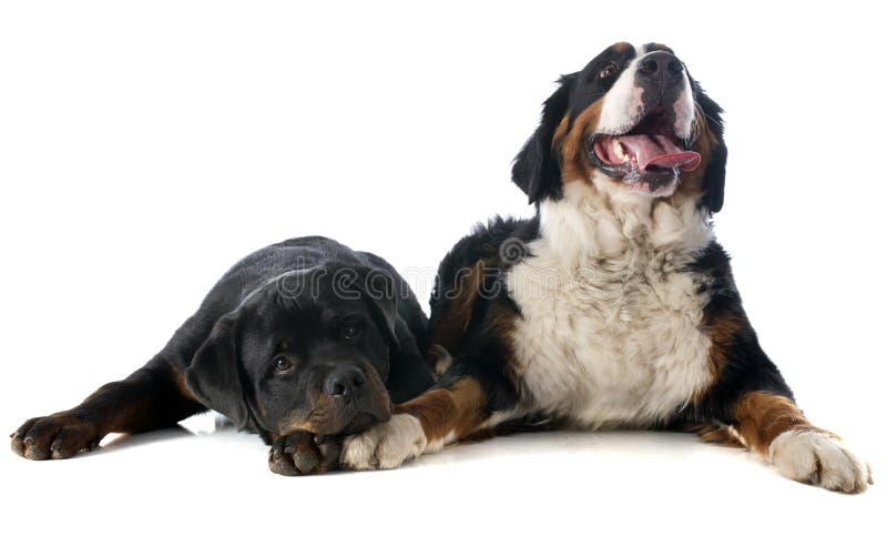 Cane E Rottweiler Del Moutain Di Bernese Immagine Stock - Immagine di ...