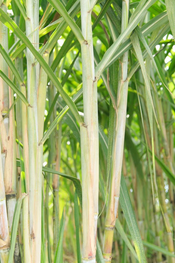 Cane farm stock image. Image of field, yellow, green - 34712761