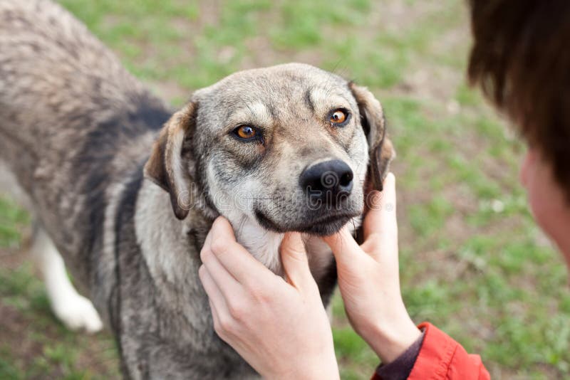 Cane fedele immagine stock. Immagine di erba, cani, compagno - 24230965