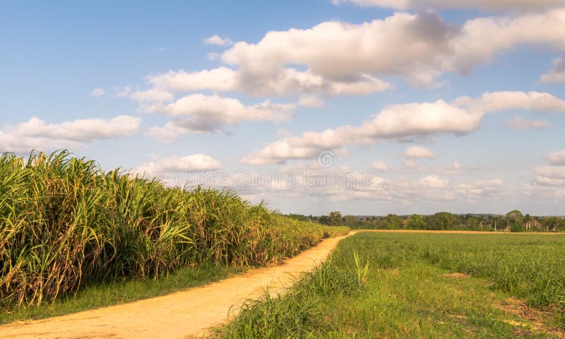 Cane field. stock image. Image of country, grass, horizon - 94270033