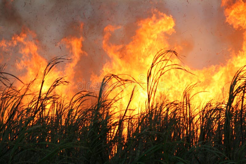 Cane fire stock image. Image of livly, fleeing, hood, bright - 382875